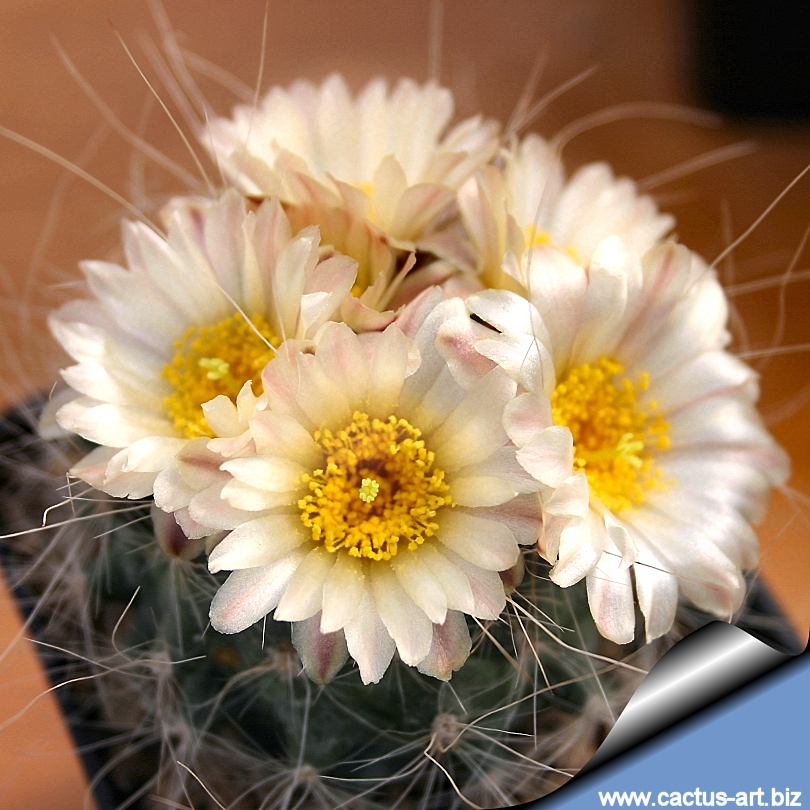 Pediocactus paradianei RP80 Coconino Co, Arizona, USA