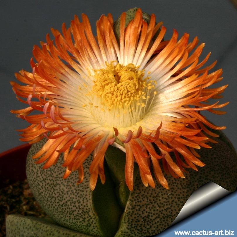 Pleiospilos nelii