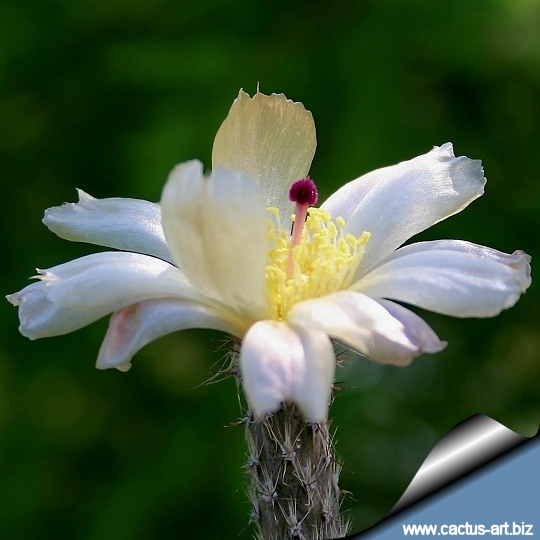 Pterocactus tuberosus