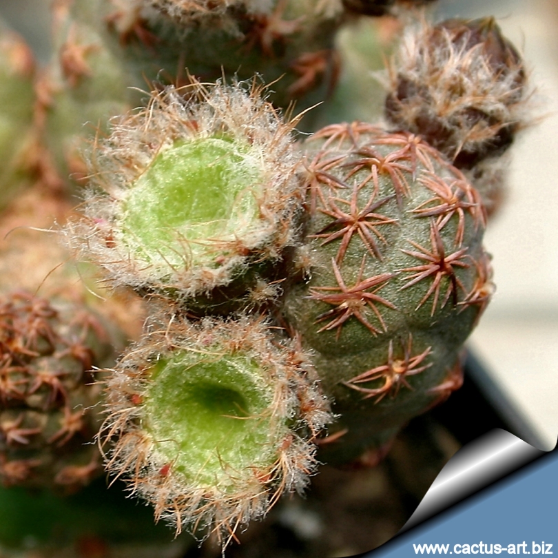 Puna bonnieae