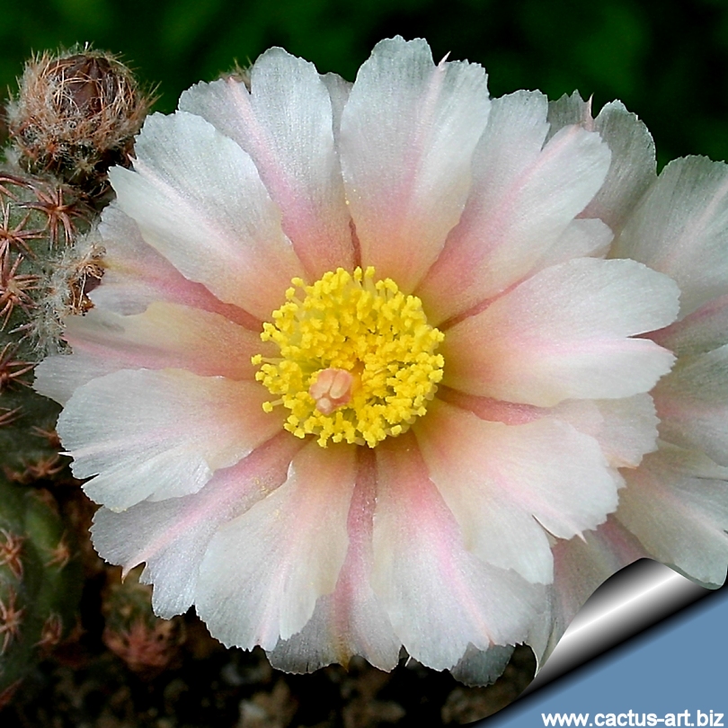 Puna bonnieae
