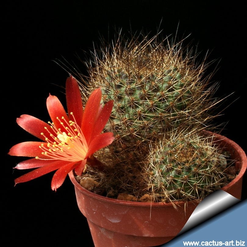 Rebutia fulviseta (Aylostera fulviseta)
