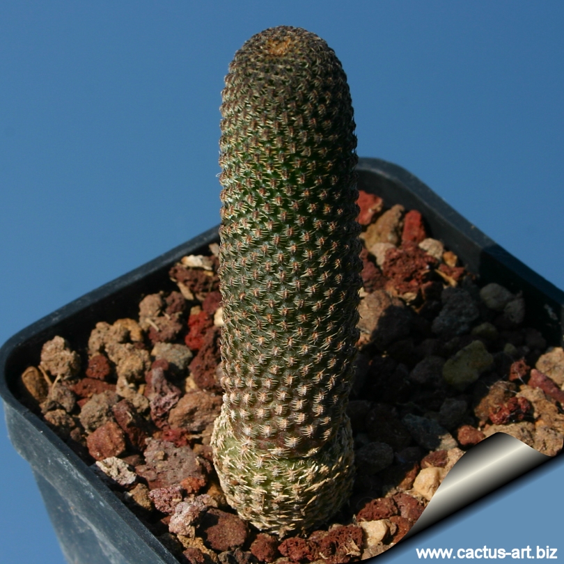 Rebutia gonjianii