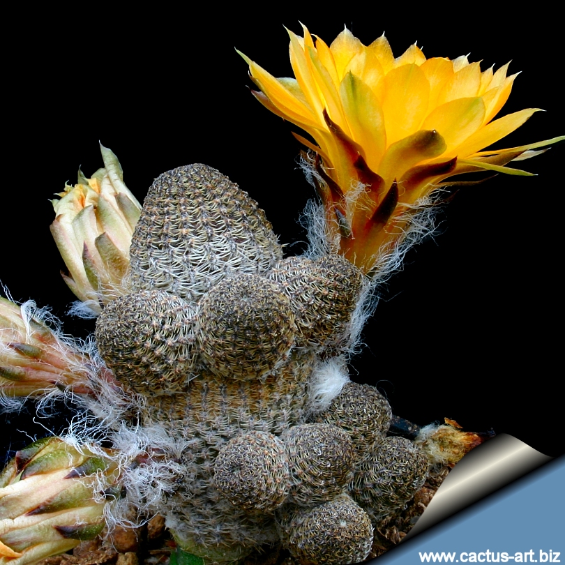Rebutia gonjianii