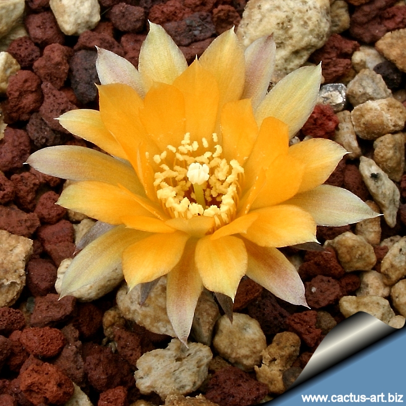 Rebutia gonjianii