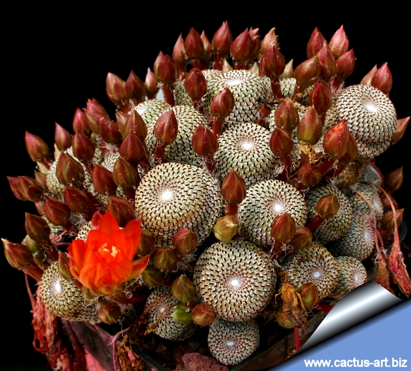 Rebutia heliosa