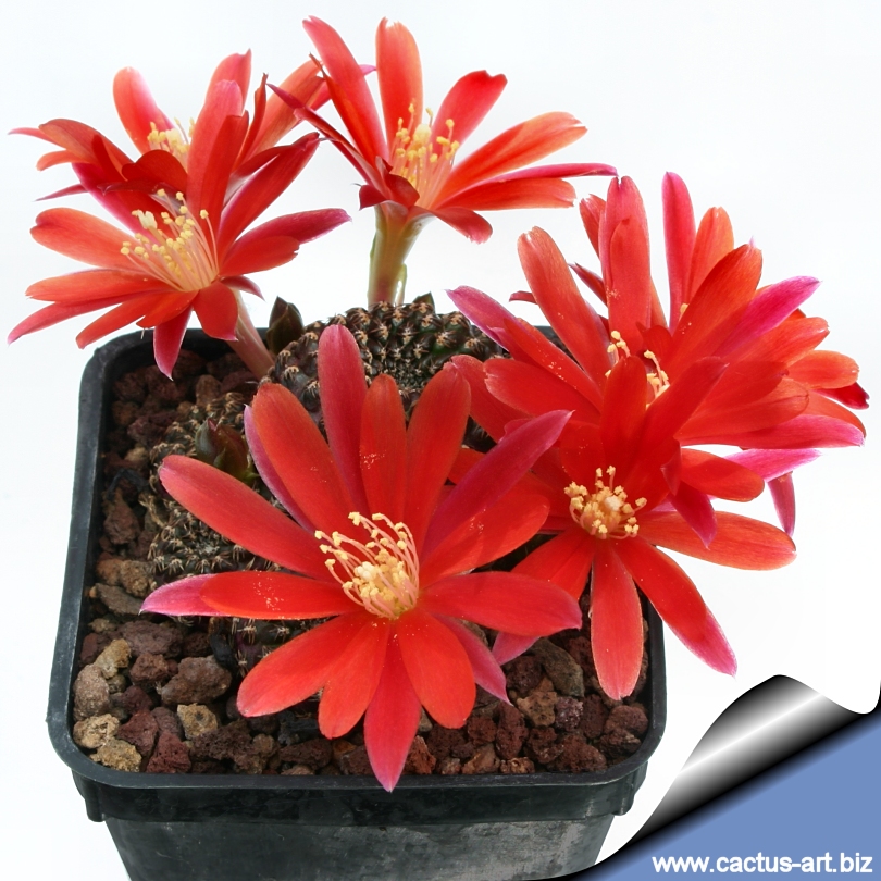 Rebutia heliosa melanistic KK849 short spined form