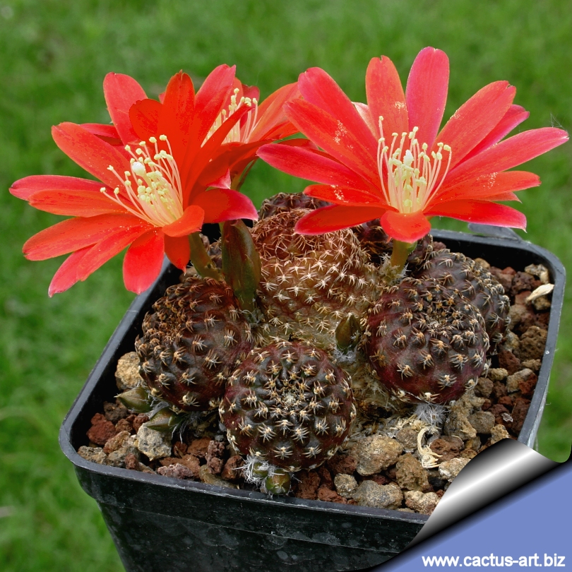 Rebutia heliosa melanistic KK849 short spined form