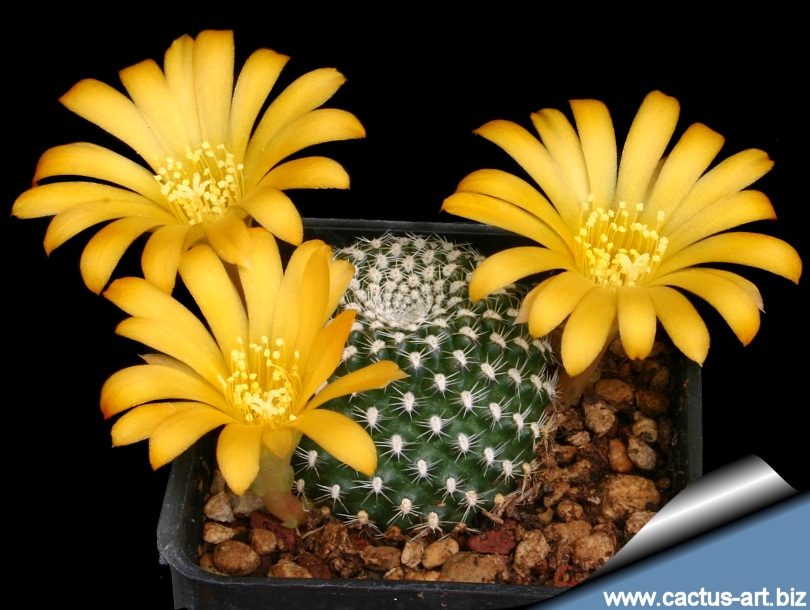 Rebutia krainziana