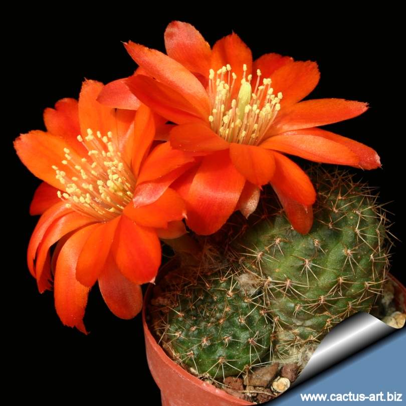 Rebutia tarvitaensis