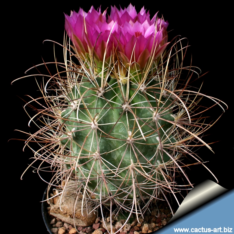 Sclerocactus parviflorus RP108 Green River, Emery Co, Utah, USA