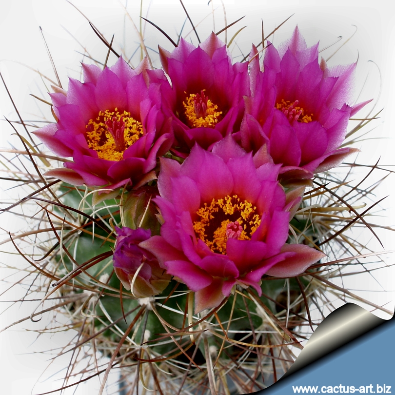 Sclerocactus parviflorus RP108 Green River, Emery Co, Utah, USA