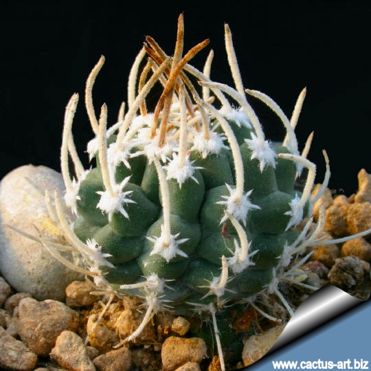 Sclerocactus spinosior ssp. blainei "schleseri" SB1540 Nye County ...