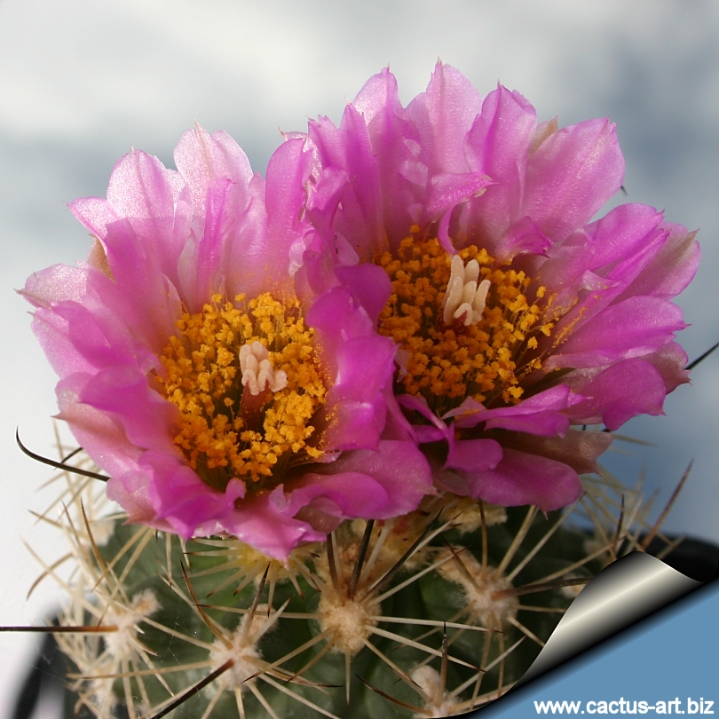 Sclerocactus wetlandicus