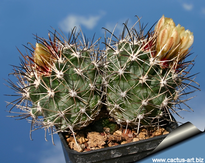Sclerocactus - Alchetron, The Free Social Encyclopedia