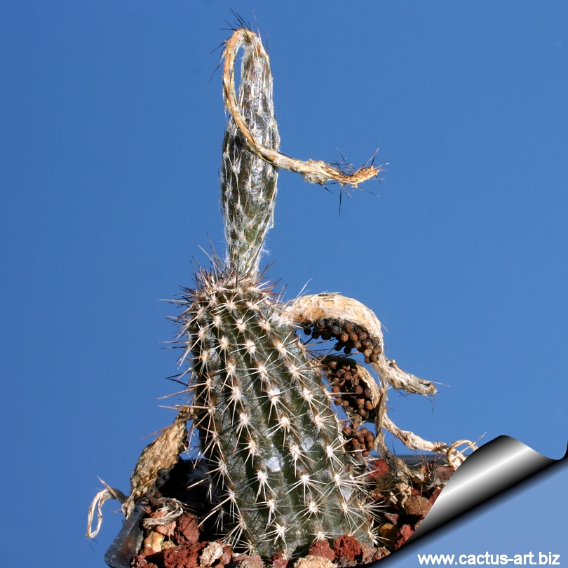 Setiechinopsis mirabilis