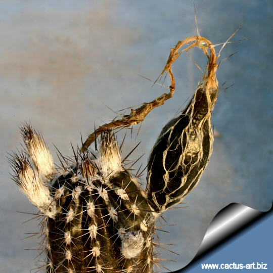 Setiechinopsis mirabilis