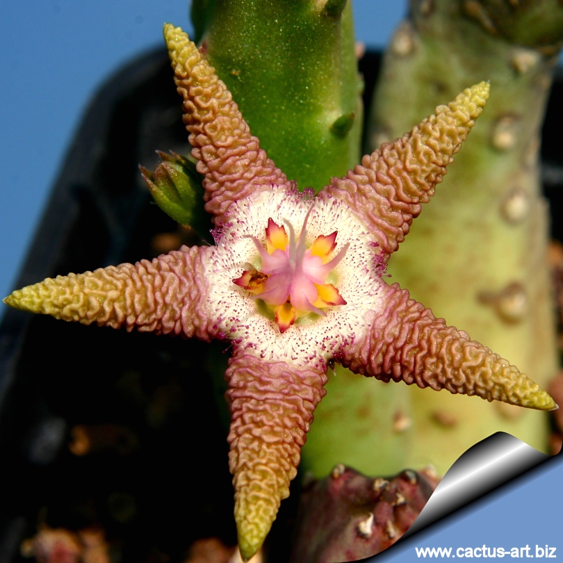 Stapelia flavopurpurea