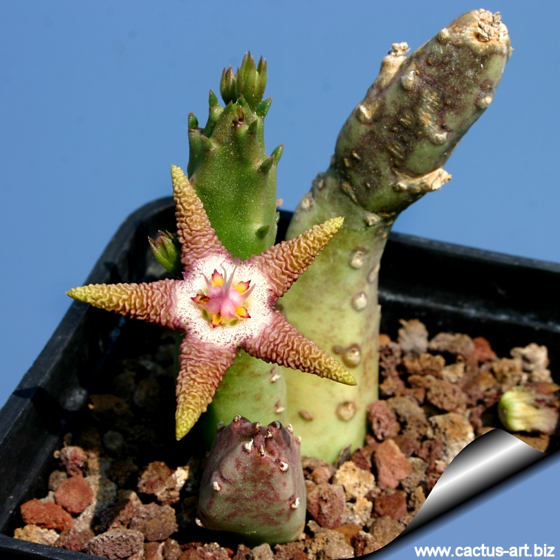 Stapelia flavopurpurea
