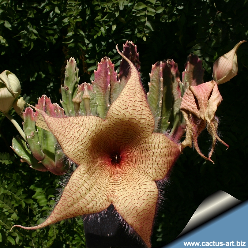 Stapelia_gigantea