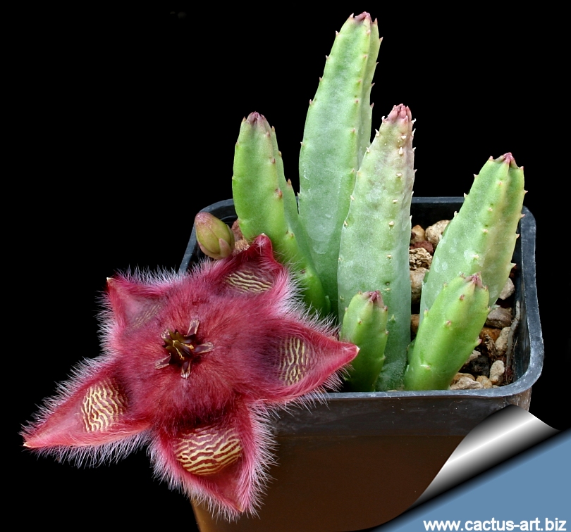 Stapelia obducta