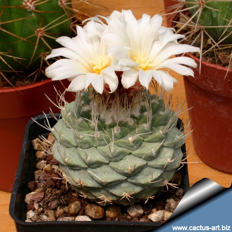 Strombocactus disciformis