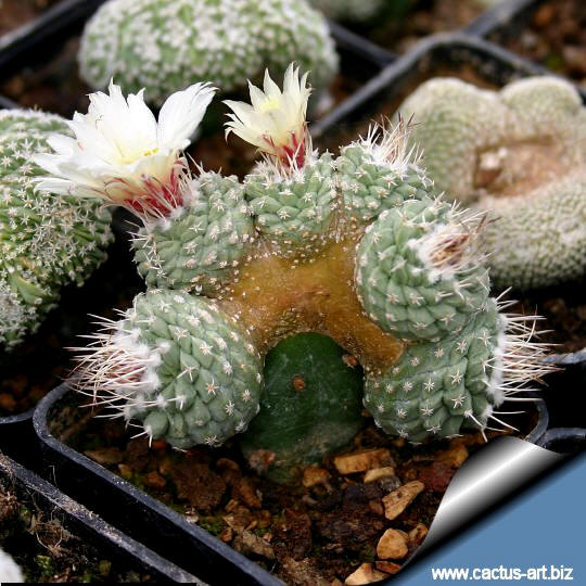 Strombocactus disciformis dicotomic & polytomic form