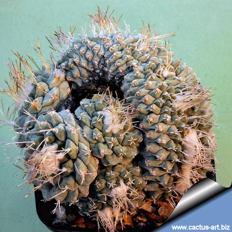 Strombocactus disciformis dicotomic & polytomic form