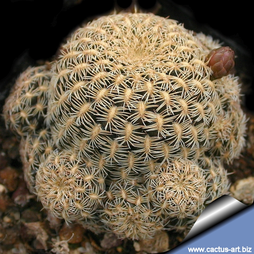 Sulcorebutia augustinii HS152 Huanakuni Chico, Cochabamba, Bolivia