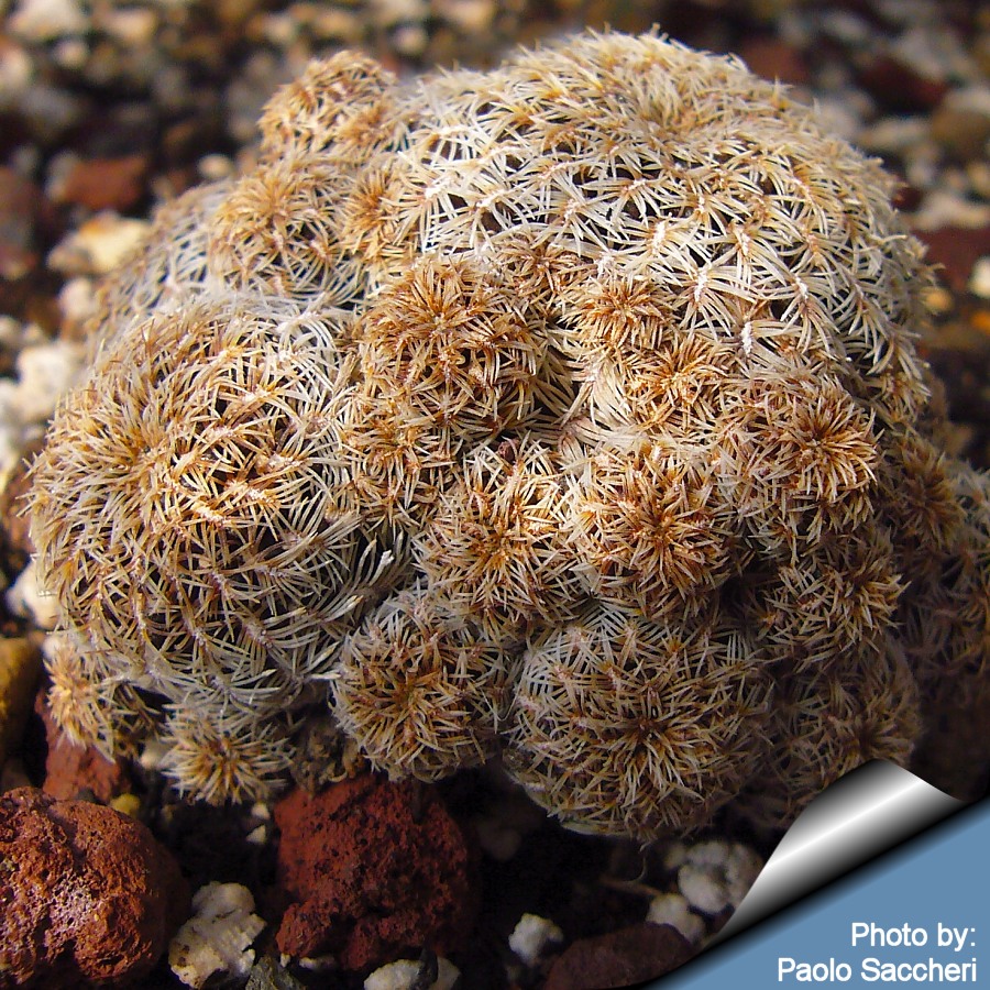 Sulcorebutia augustinii HS152 Huanakuni Chico, Cochabamba, Bolivia