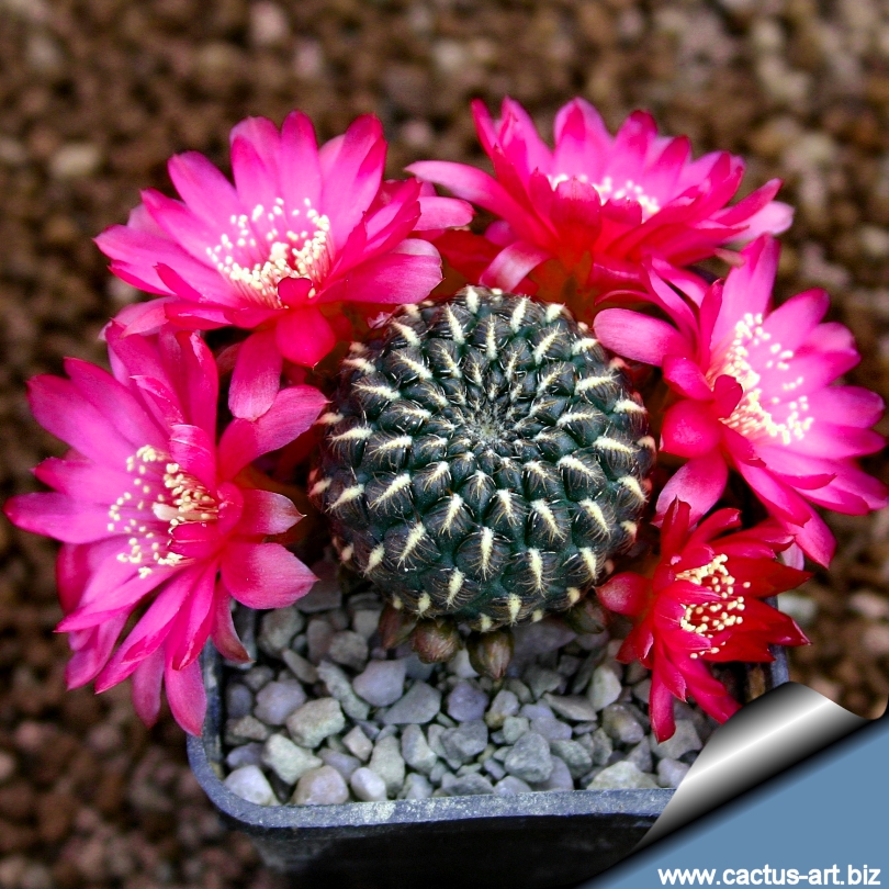 Sulcorebutia sp. HS 151 Totora-Omereque, Cochabamba, Bolivia