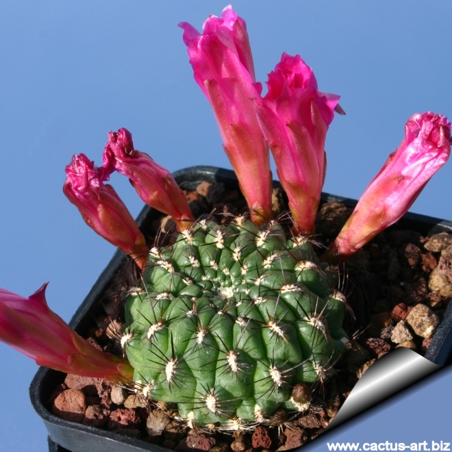 Sulcorebutia polymorpha