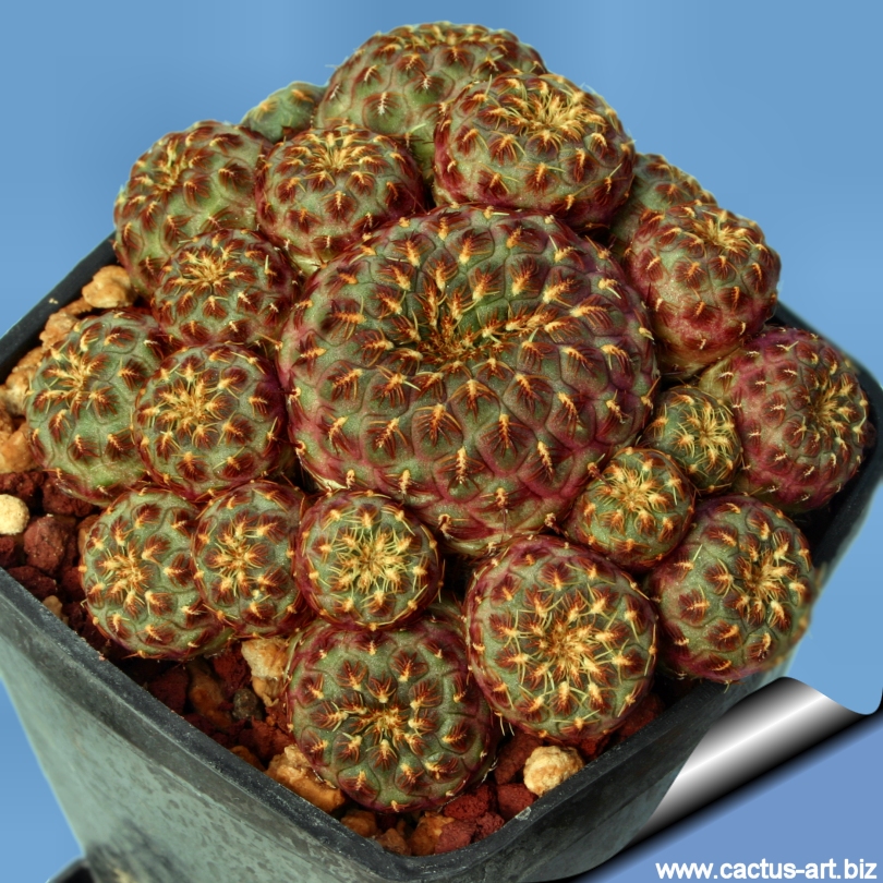 Sulcorebutia rauschii cv. "Yellow spines"