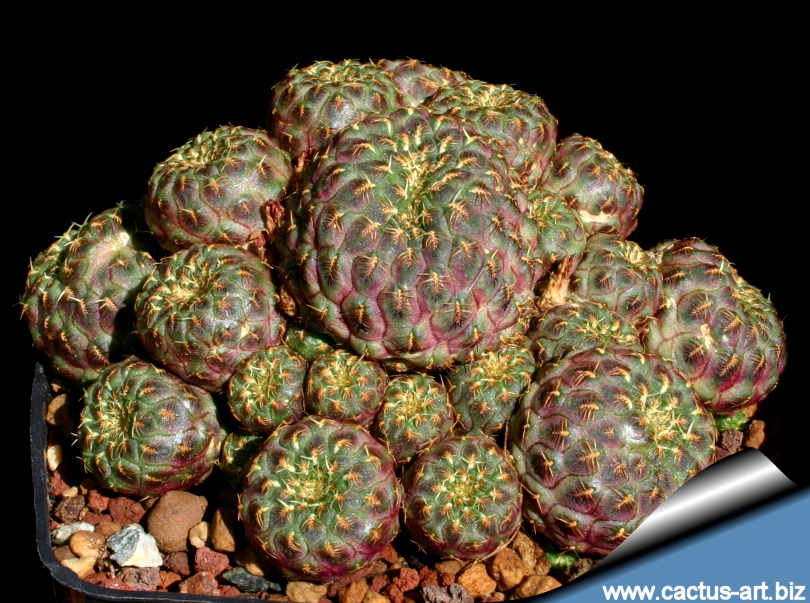 Sulcorebutia rauschii cv. "Yellow spines"