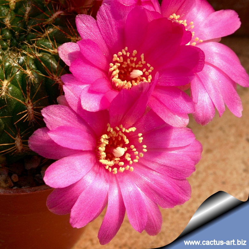 Sulcorebutia steinbachii