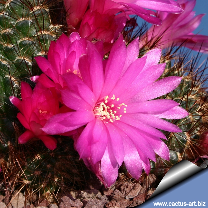 Sulcorebutia tiraquensis v. aguilarii HS220 Pojo 2km, Carrasco ...
