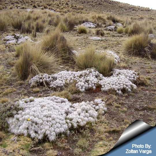 Tephrocactus rauhii KK303 Huancyo, 4000 m , Perù