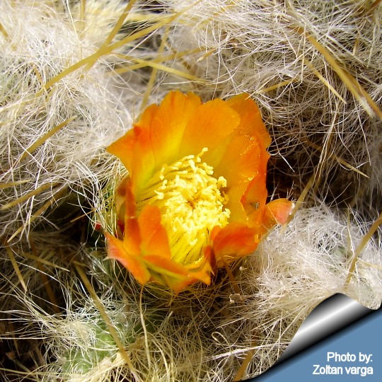 Tephrocactus rauhii KK303 Huancyo, 4000 m , Perù
