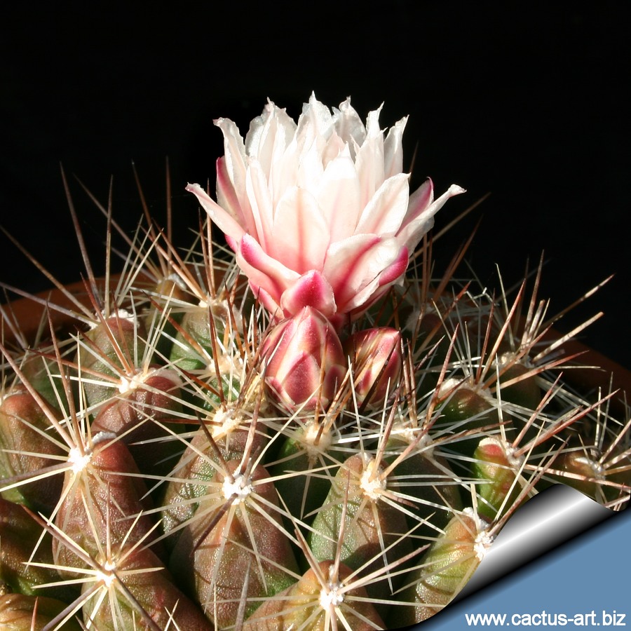 Thelocactus garciae