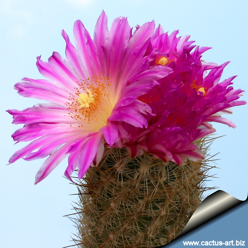 Thelocactus hastifer