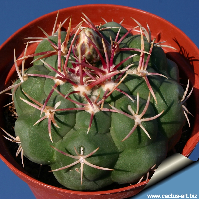Thelocactus hexaedrophorus