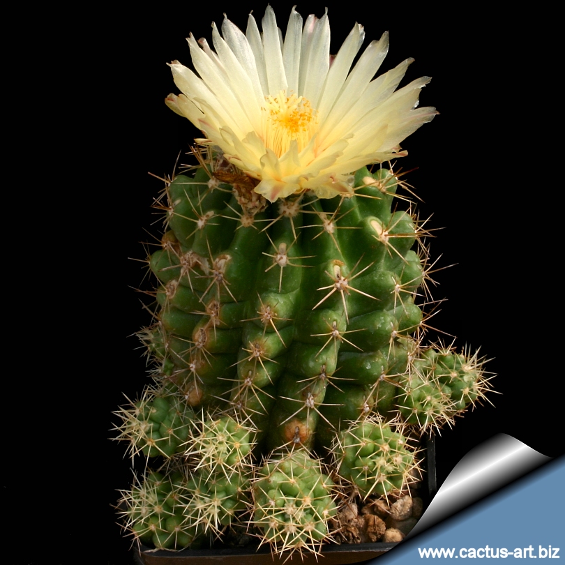 Thelocactus leucacanthus