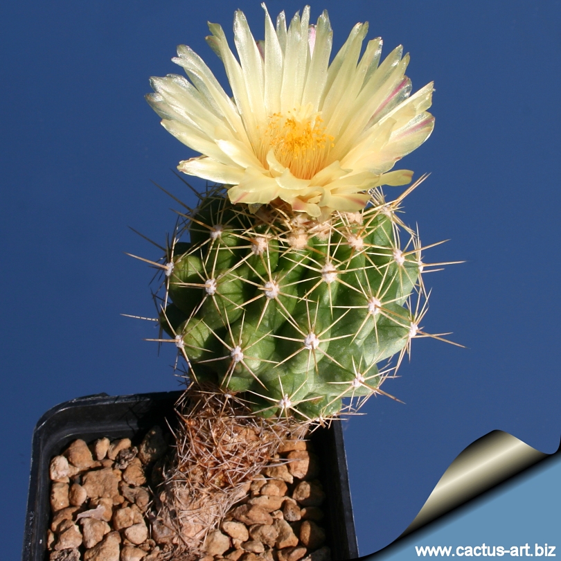 Thelocactus leucacanthus