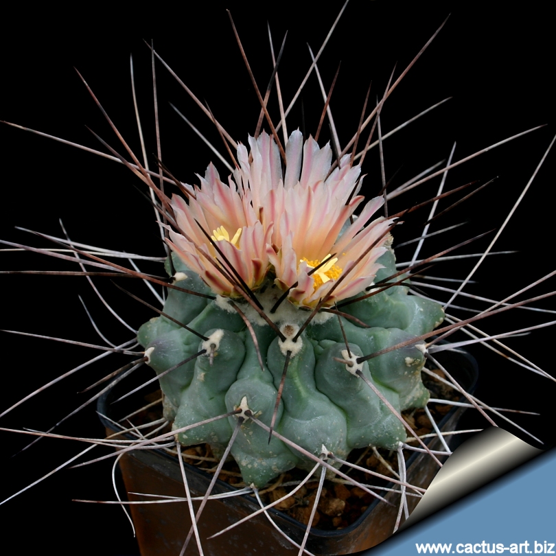 Thelocactus rinconensis