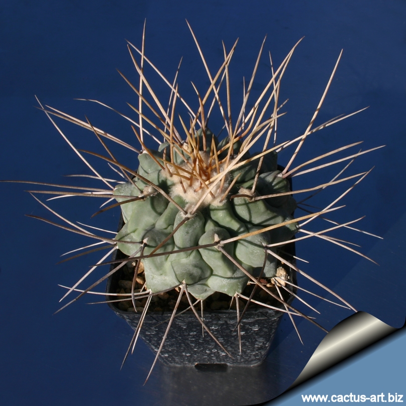 Thelocactus rinconensis