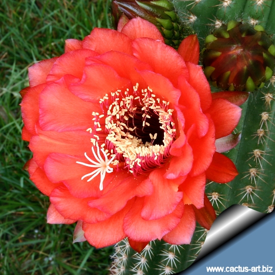 Trichocereus grandiflorus