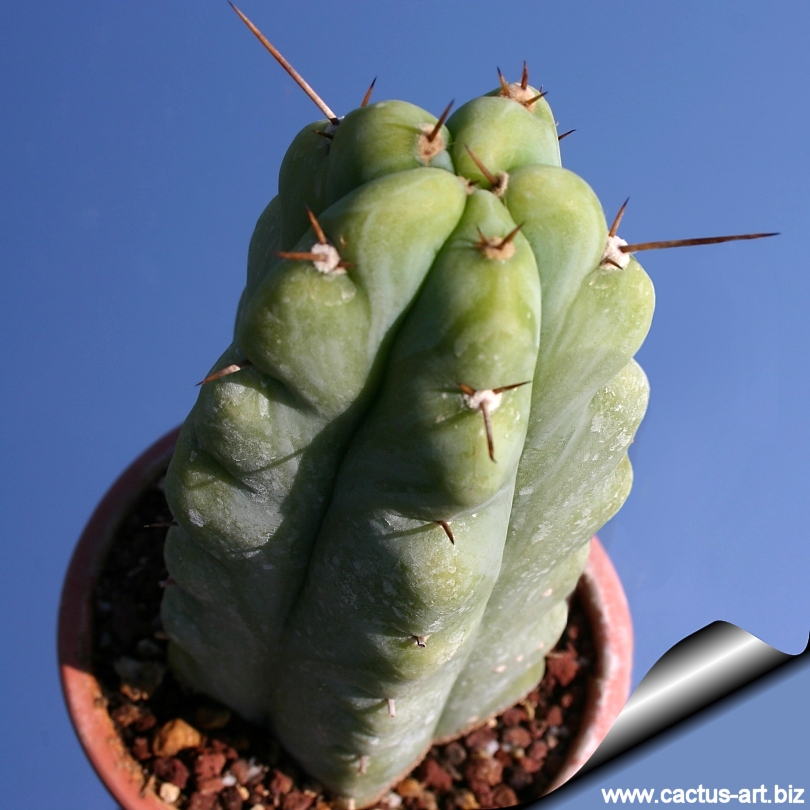 Trichocereus pachanoi (Syn: Echinocereus pachanoi)