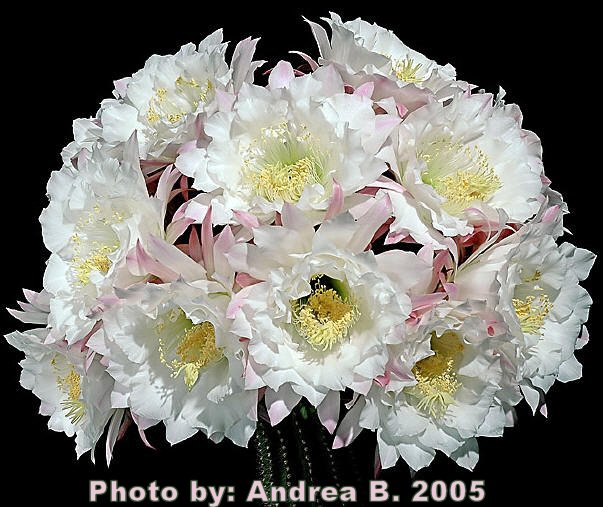 Echinopsis spachiana