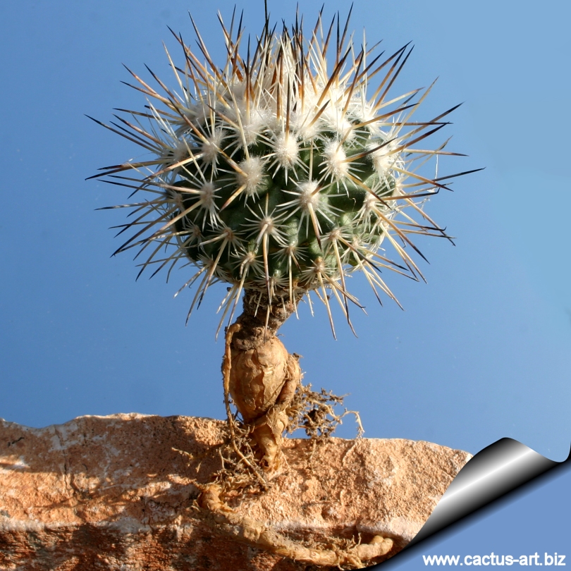 Lodia Mandragora (Gymnocactus mandragora)
