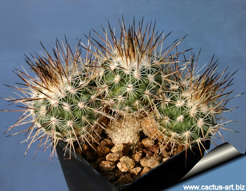 Lodia Mandragora (Gymnocactus mandragora)